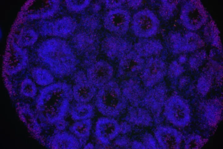 Home | Bhaduri Research Lab